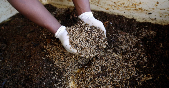 All You Need To Know About Maggot Farming - BizWatchNigeria.Ng